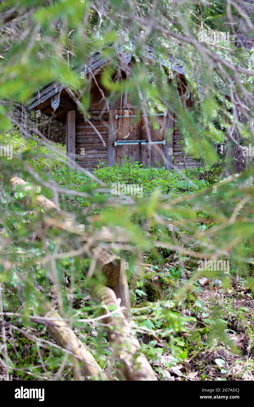 hidden hut in the forest Stock Photo - Alamy