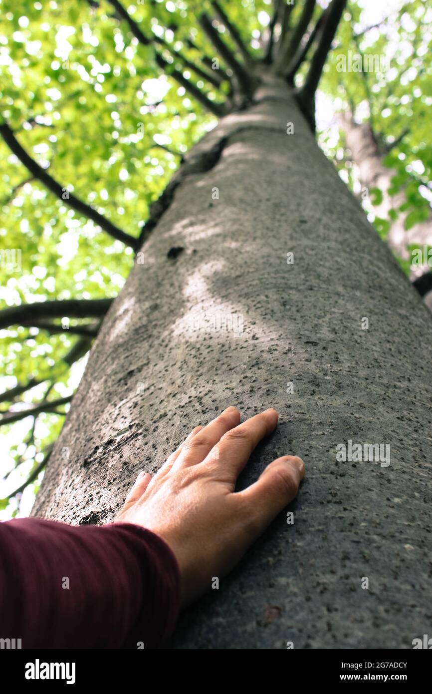 Hand touches a tree trunk Stock Photo - Alamy