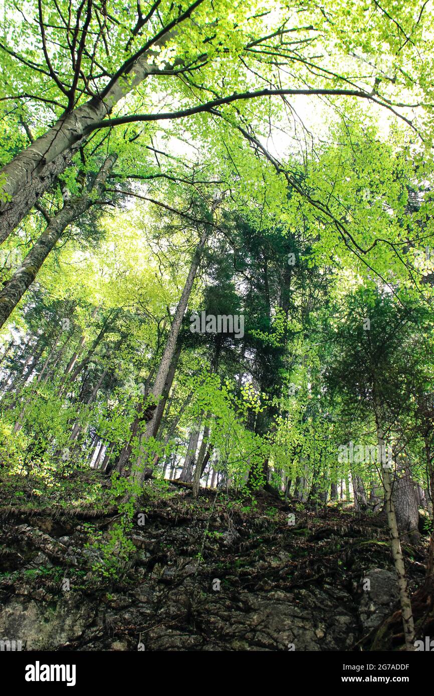 Looking up into forest hi-res stock photography and images - Alamy