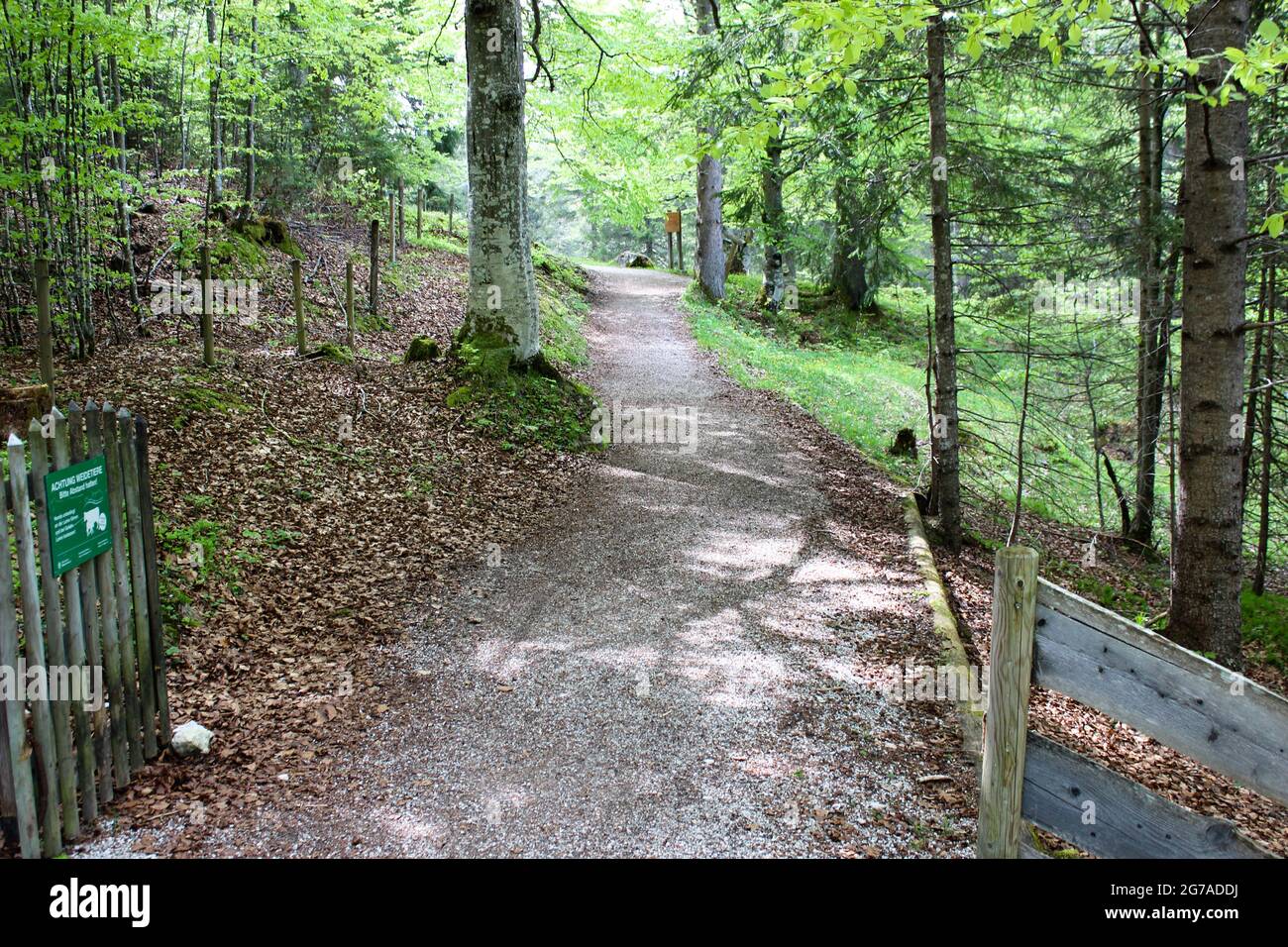 Forest hike, open gate in a forest Stock Photo - Alamy