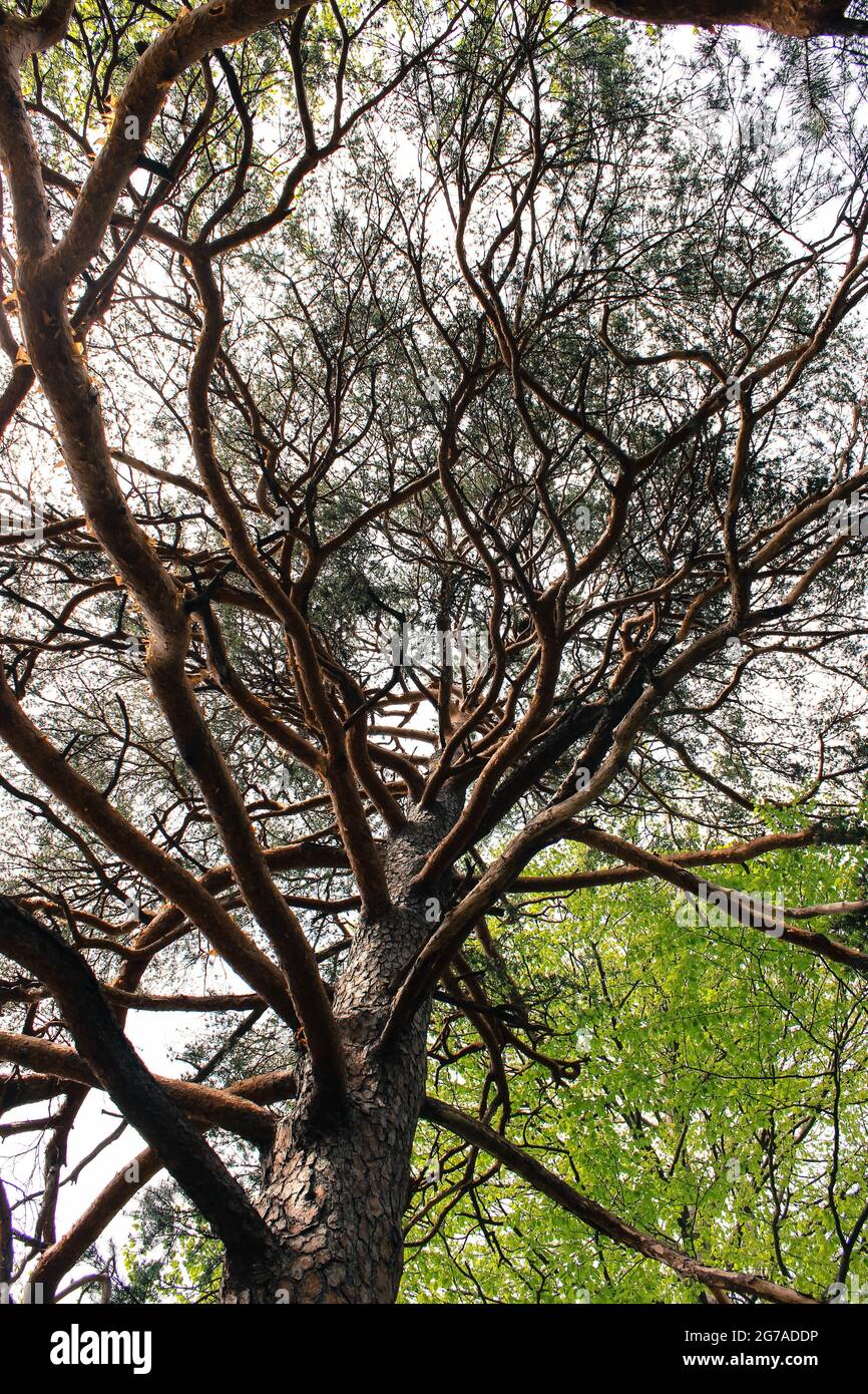 Tranquil treetops hi-res stock photography and images - Alamy