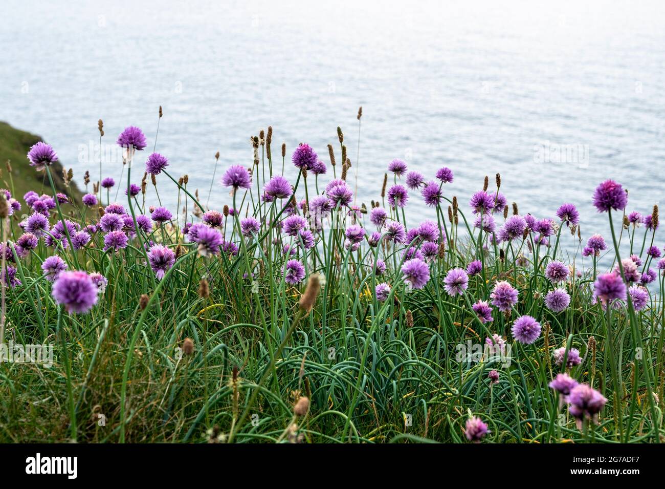 A swathe of pink wild chives, allium schoenoprasum, on the south west ...