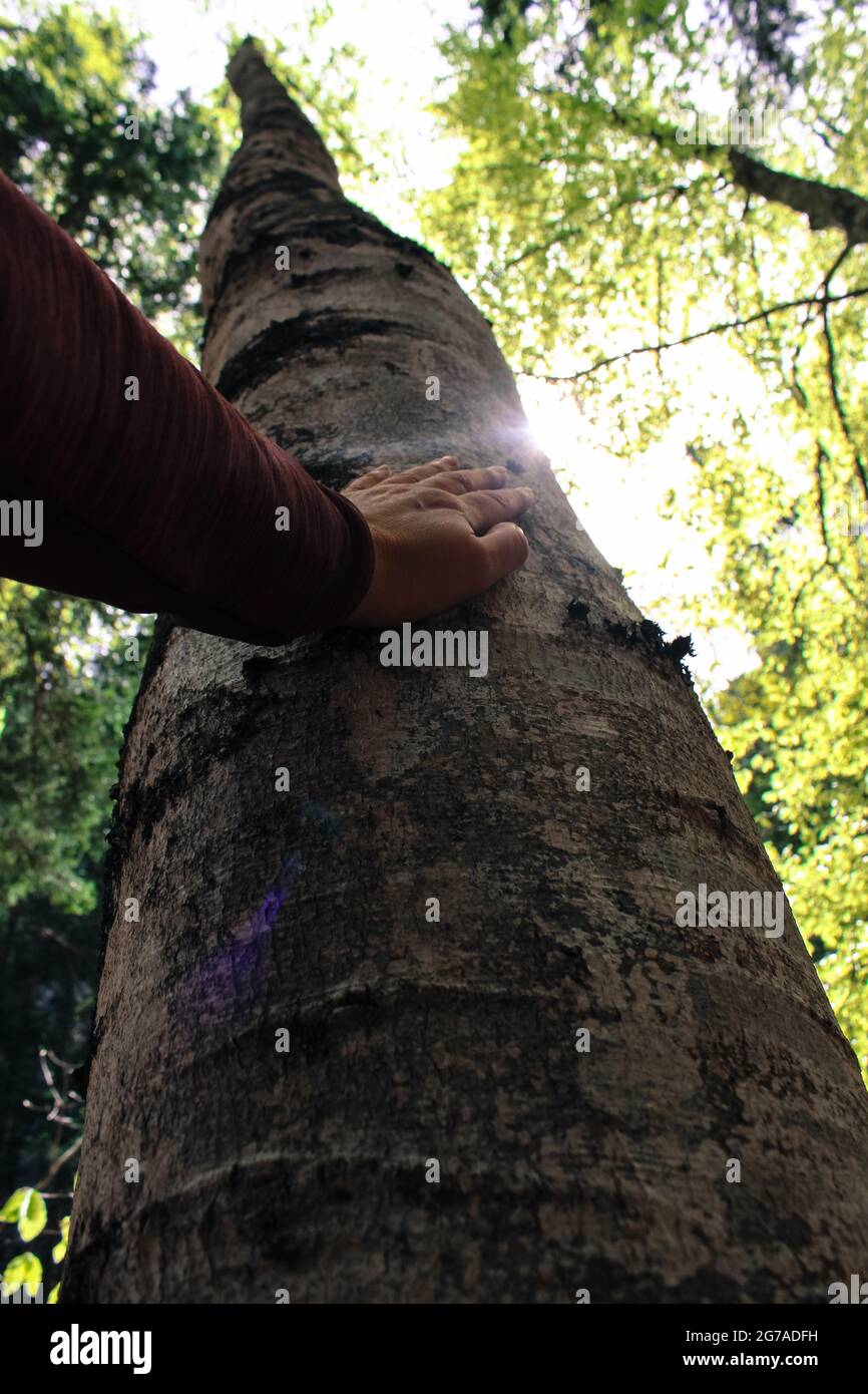 Trunk treetop hi-res stock photography and images - Alamy