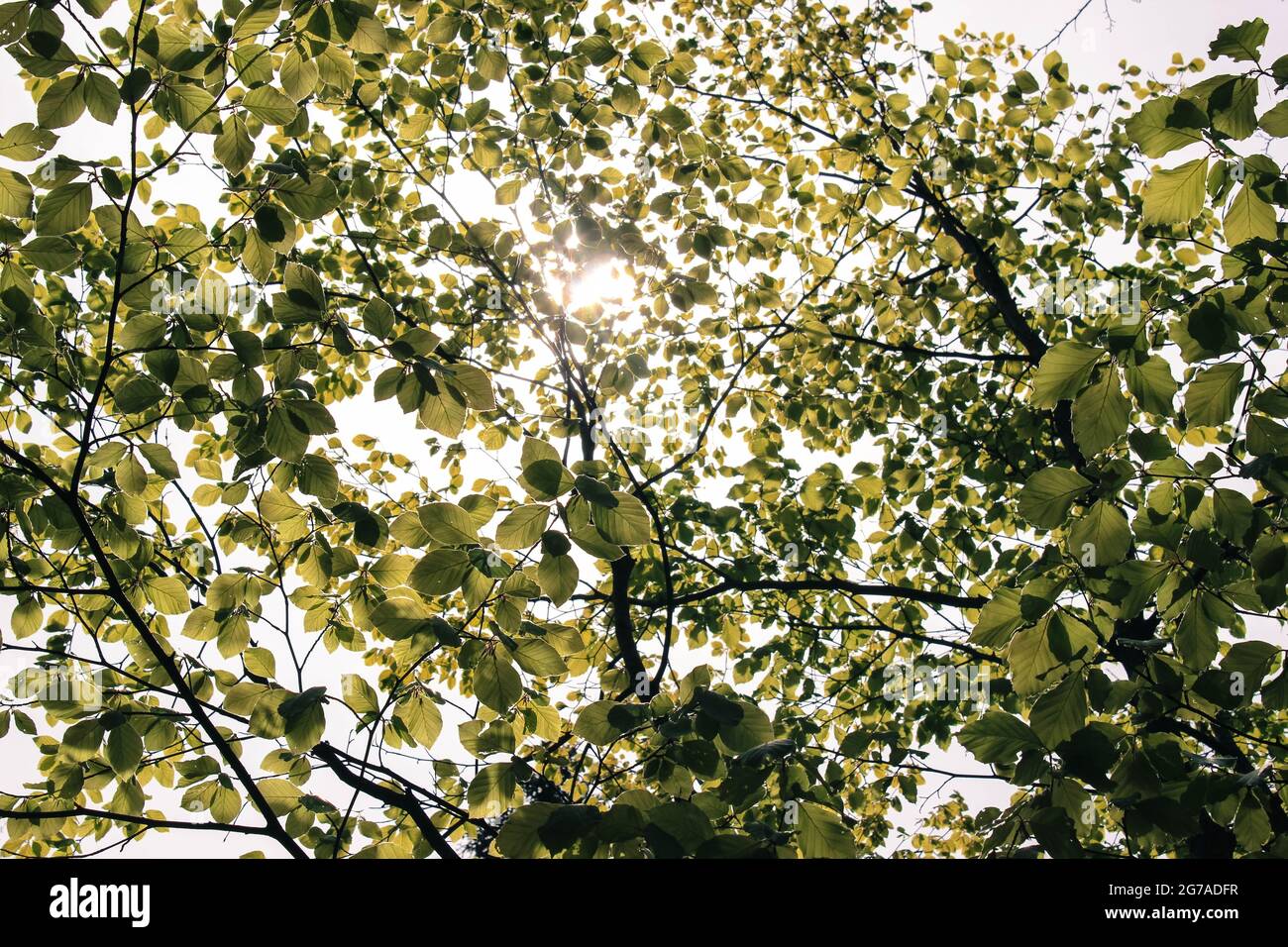 Looking up into the treetops Stock Photo - Alamy