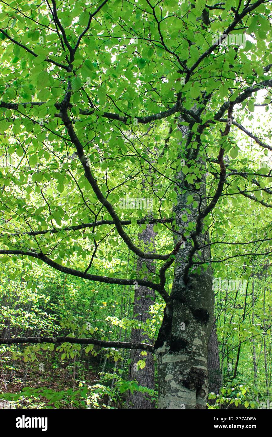 Recreation forest hi-res stock photography and images - Alamy