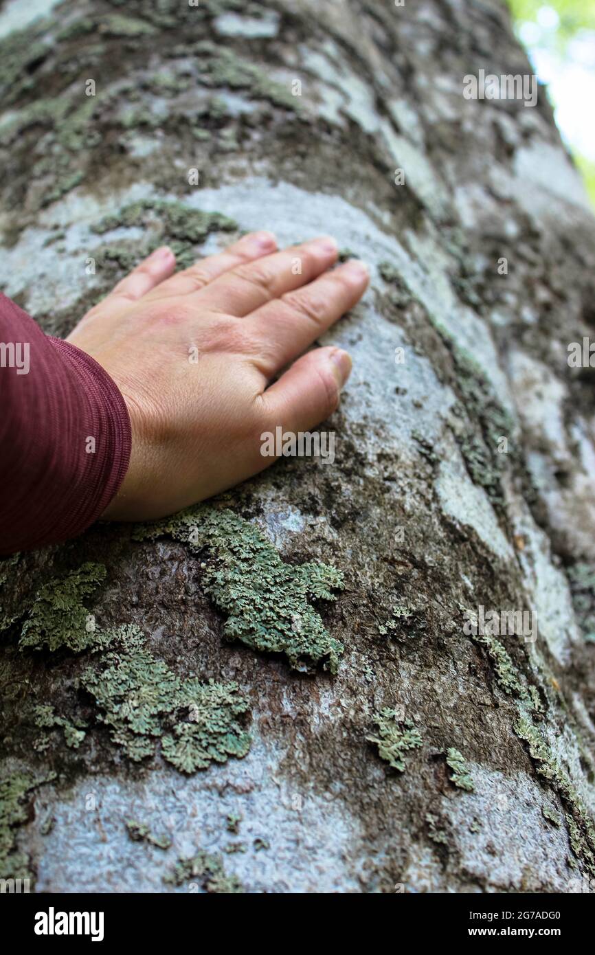 Hand touches a tree trunk Stock Photo - Alamy