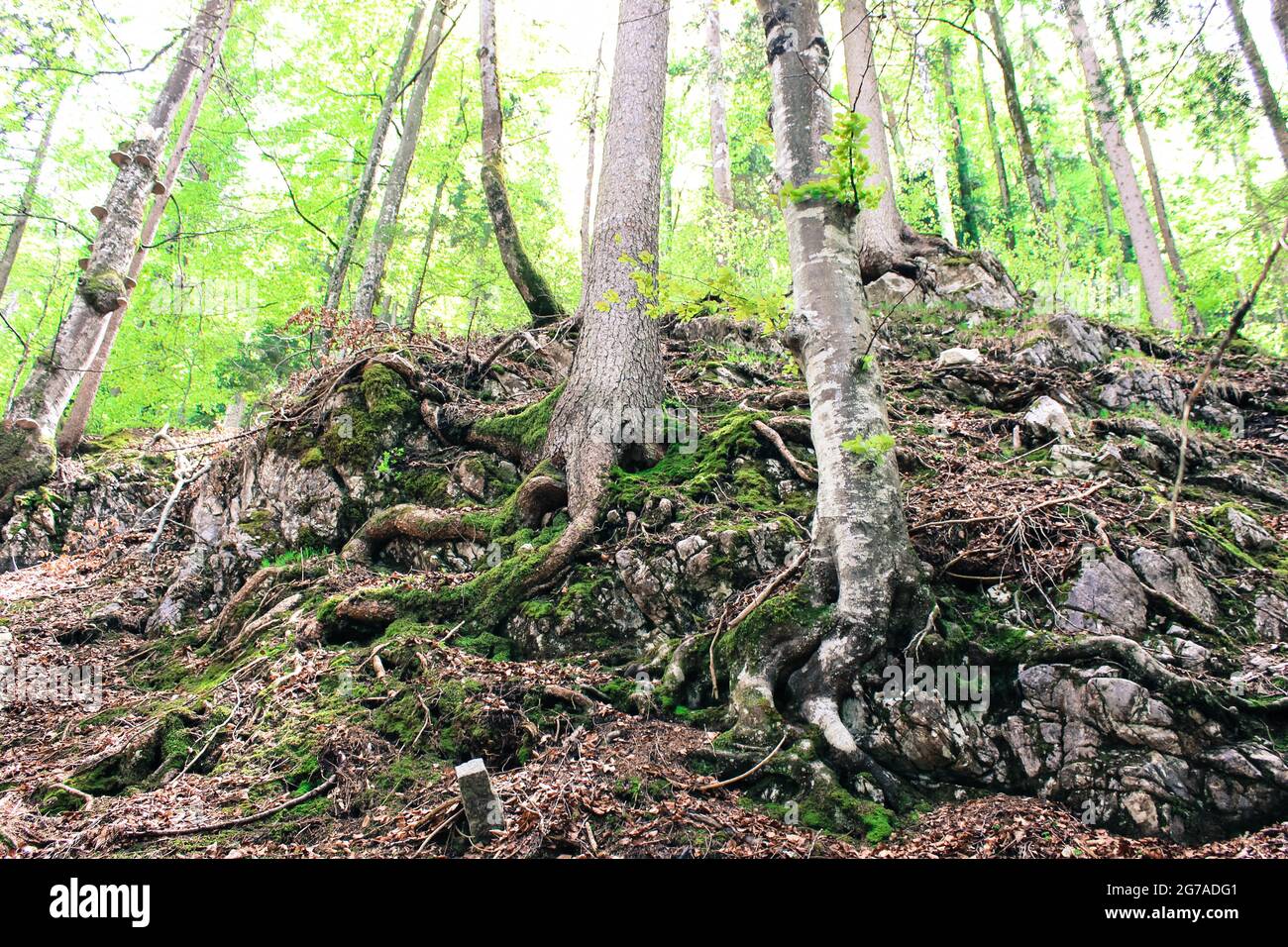 Rugged forest hi-res stock photography and images - Alamy