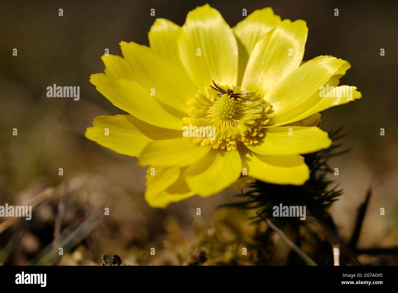 Spring Adonis, Spring Adonisröschen, Adonis vernalis, Adonisröschen ...