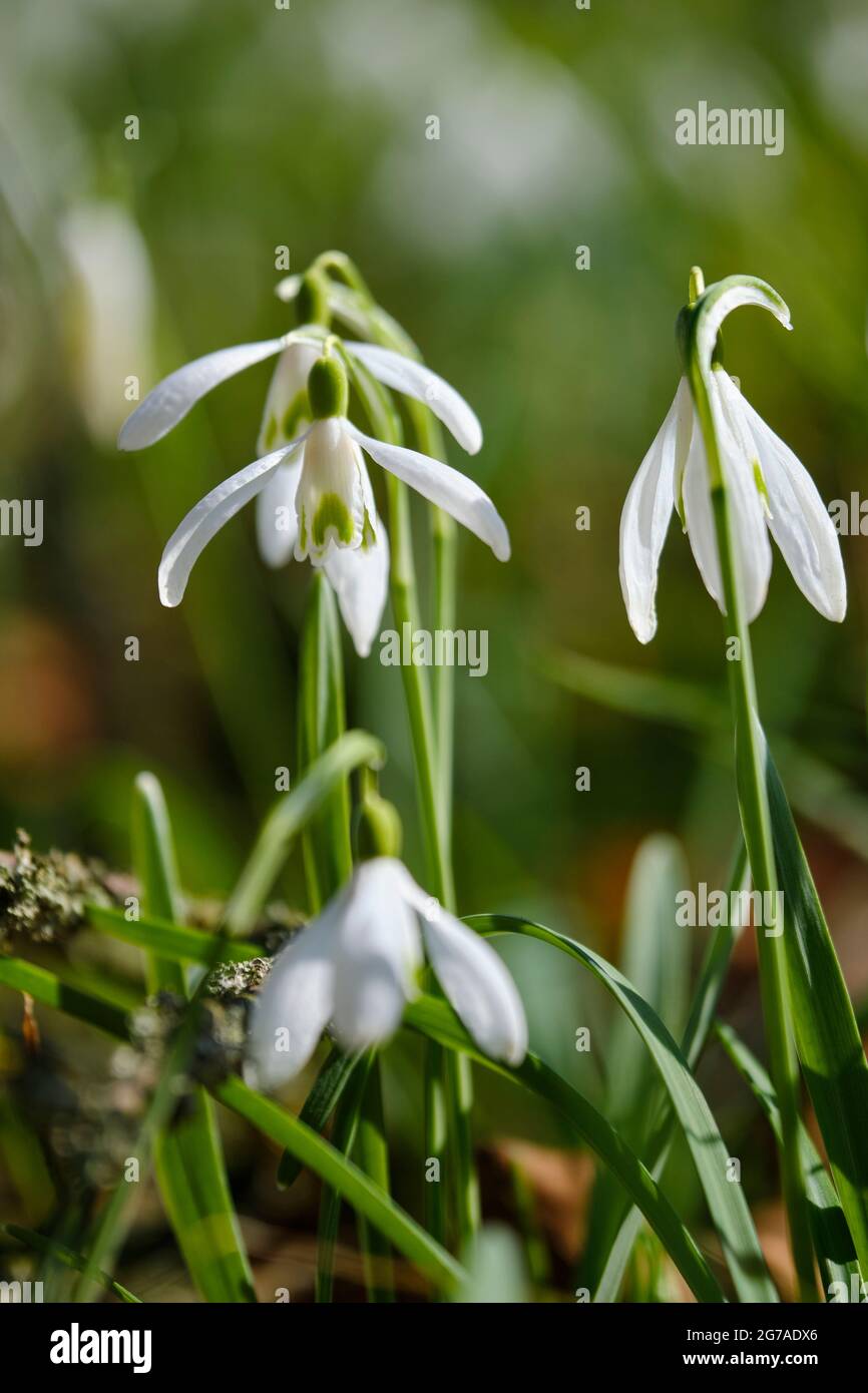 Little snowdrop, Galanthus nivalis Stock Photo - Alamy