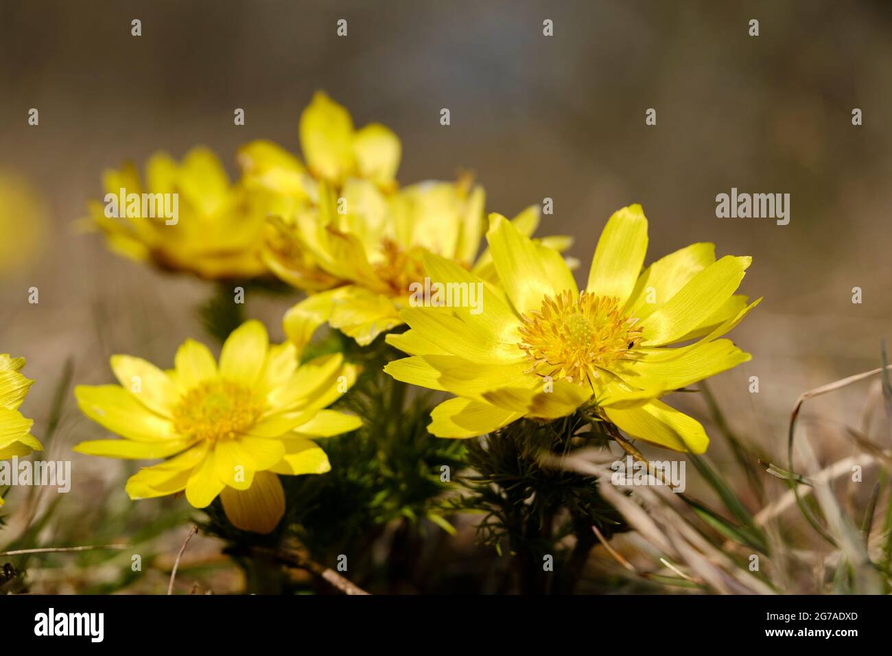 Spring Adonis, Spring Adonisröschen, Adonis vernalis, Adonisröschen ...