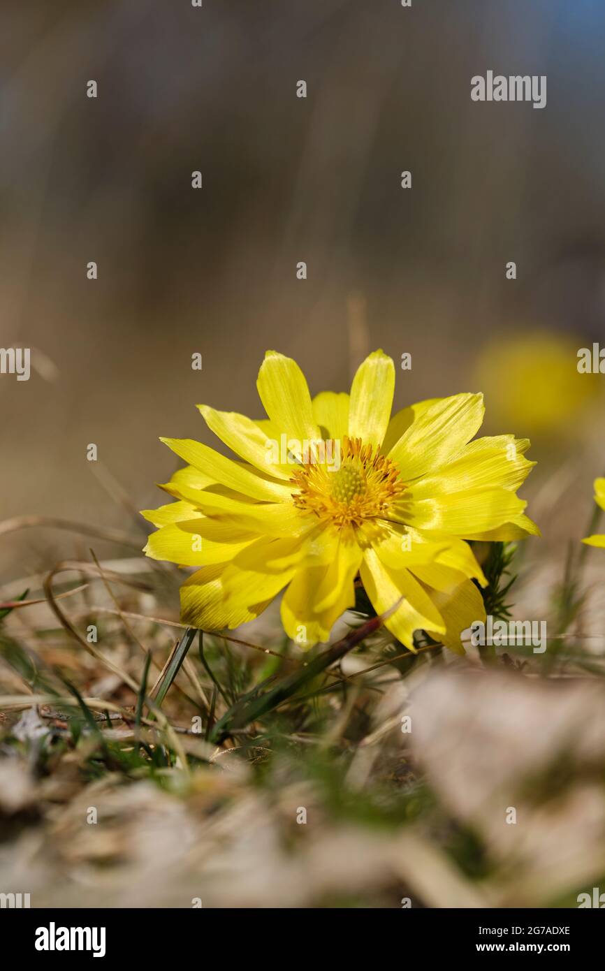 Spring Adonis, Spring Adonisröschen, Adonis vernalis, Adonisröschen ...