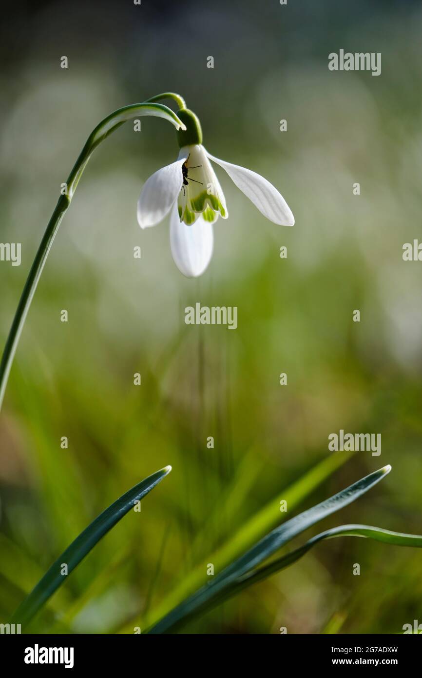 Little snowdrop, Galanthus nivalis Stock Photo - Alamy