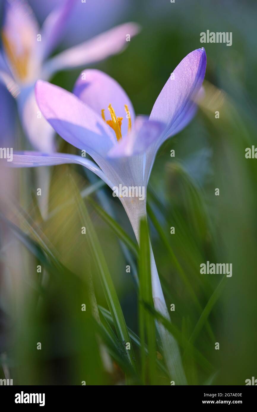 Spring crocus blooms hi-res stock photography and images - Alamy