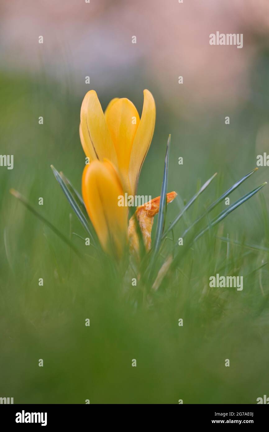 Spring crocus blooms hi-res stock photography and images - Alamy