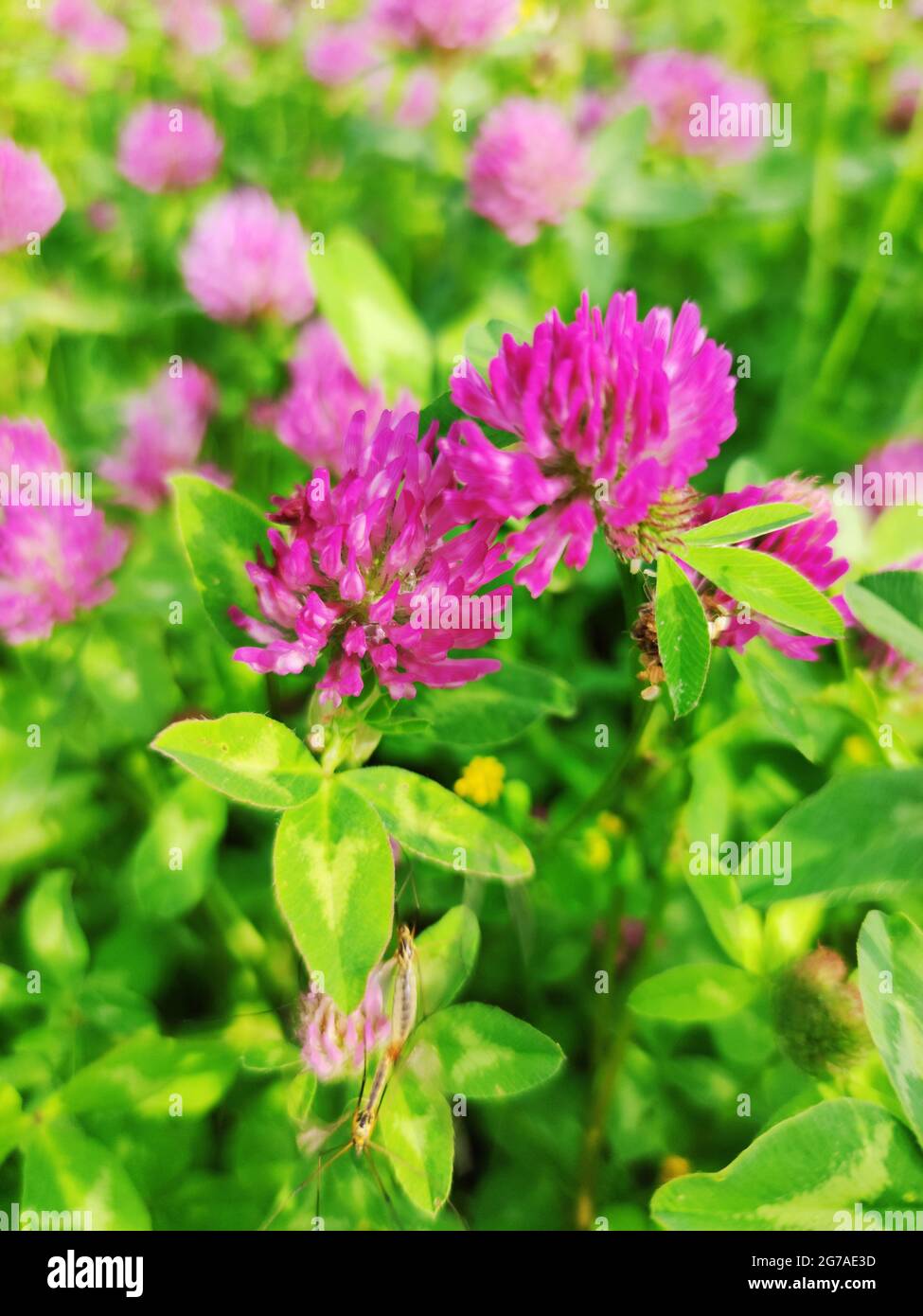 Meadow clover, red clover (Trifolium pratense Stock Photo - Alamy
