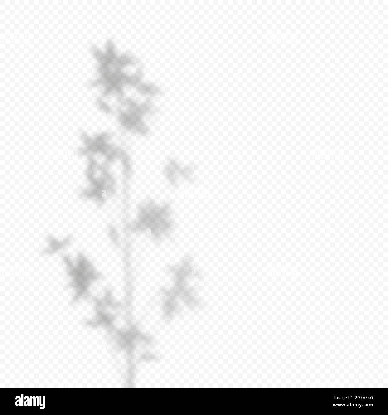 Shadow palm leaves overlay Cut Out Stock Images & Pictures - Alamy