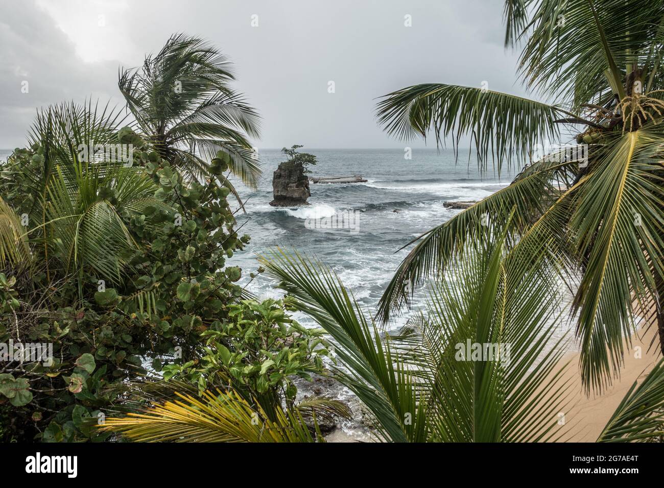 The palm tree lined Caribbean coast of Costa Rica near Manzanillo Stock ...