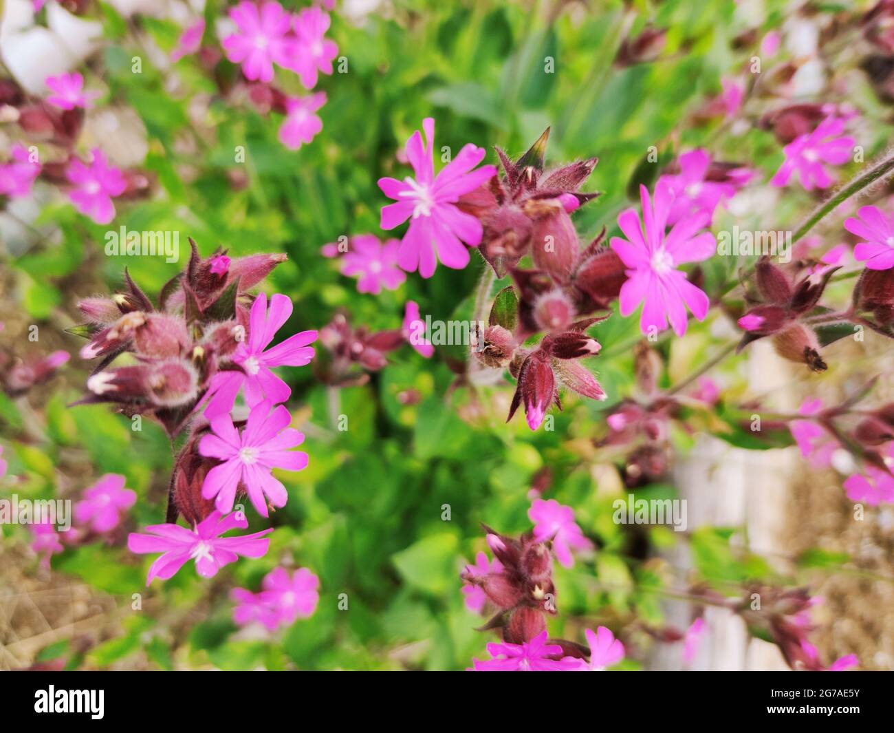 Red light carnation (Silene dioica Stock Photo - Alamy