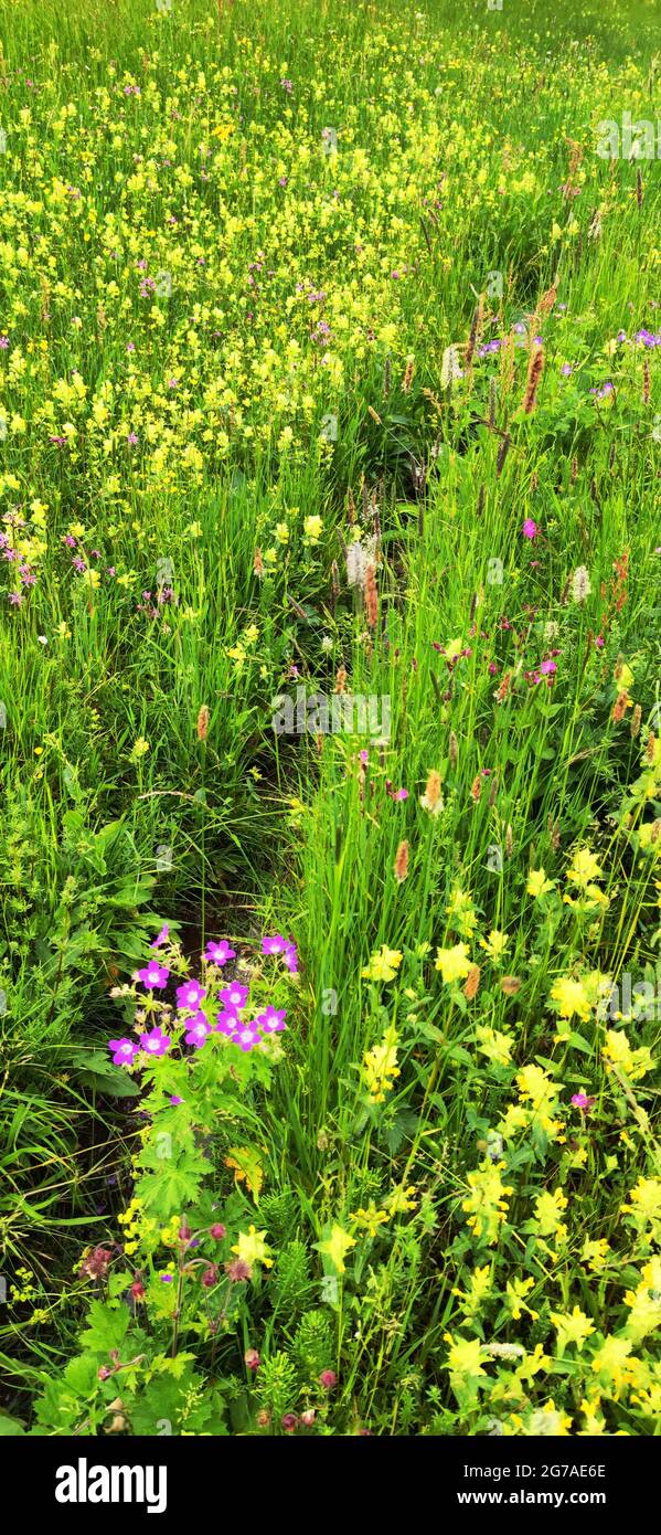 Plants for damp soil hi-res stock photography and images - Alamy