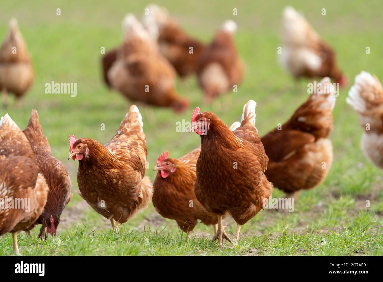 Chicken free range hi-res stock photography and images - Alamy