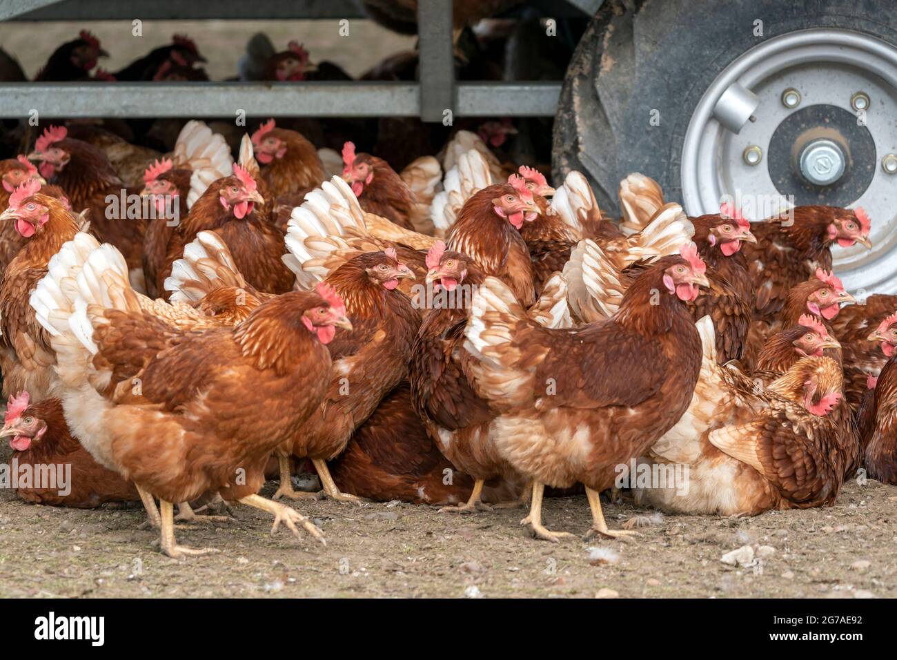 Freerange farm germany hi-res stock photography and images - Alamy
