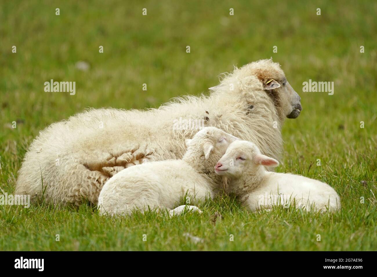Forest sheep (Landschafrasse, domestic sheep breed) lambs and dam lying ...