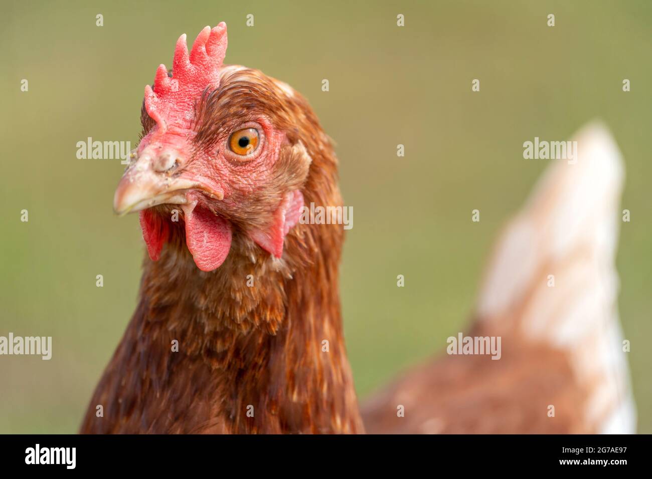 Freerange Farm Germany High Resolution Stock Photography and Images - Alamy