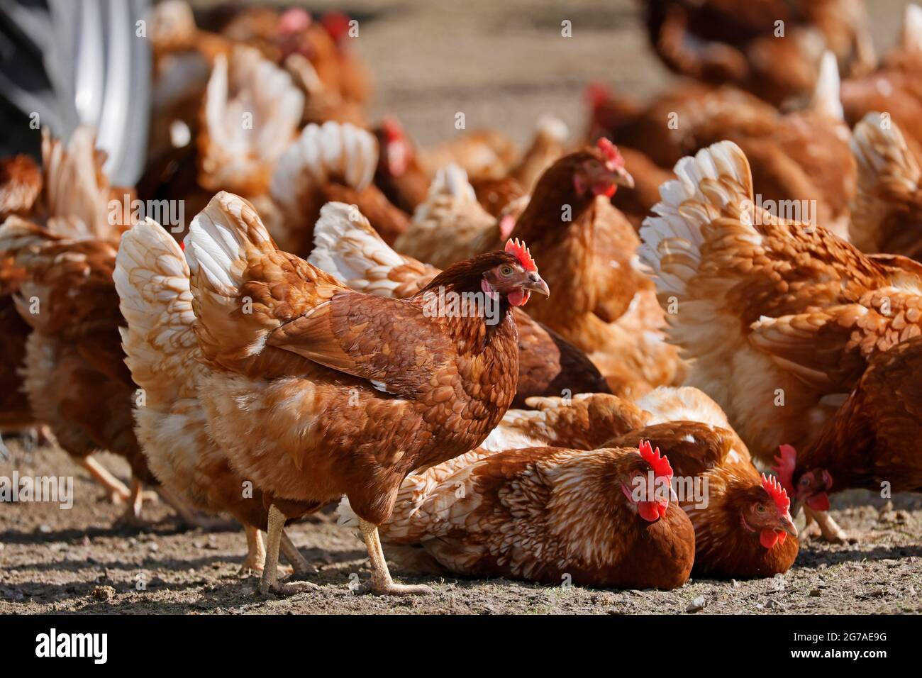 Freerange farm germany hi-res stock photography and images - Alamy