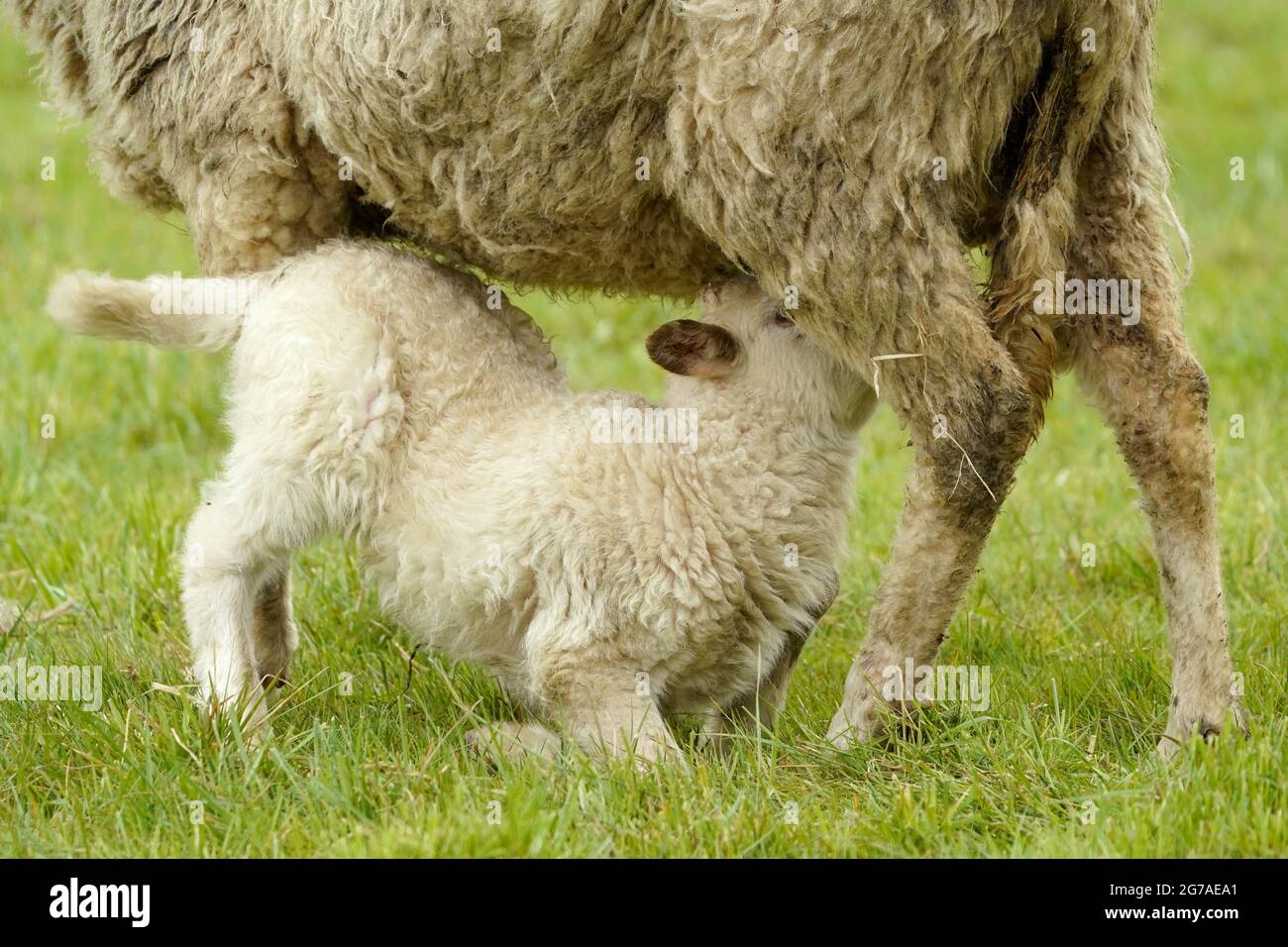 Domestic sheep breed lamb is suckled by the mother animal hi-res stock ...