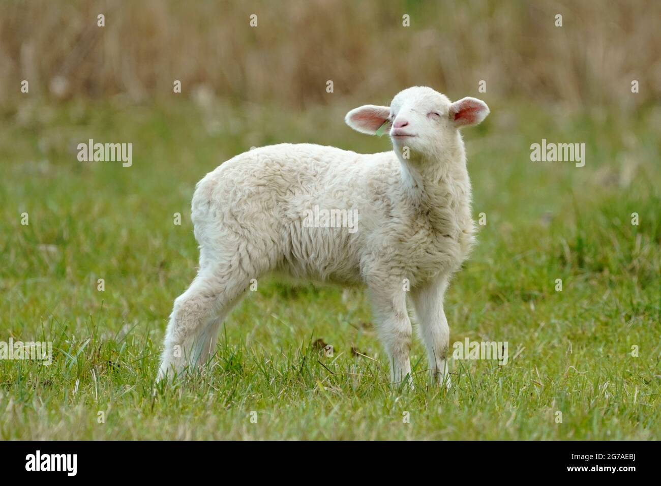 Domestic sheep breed hi-res stock photography and images - Alamy