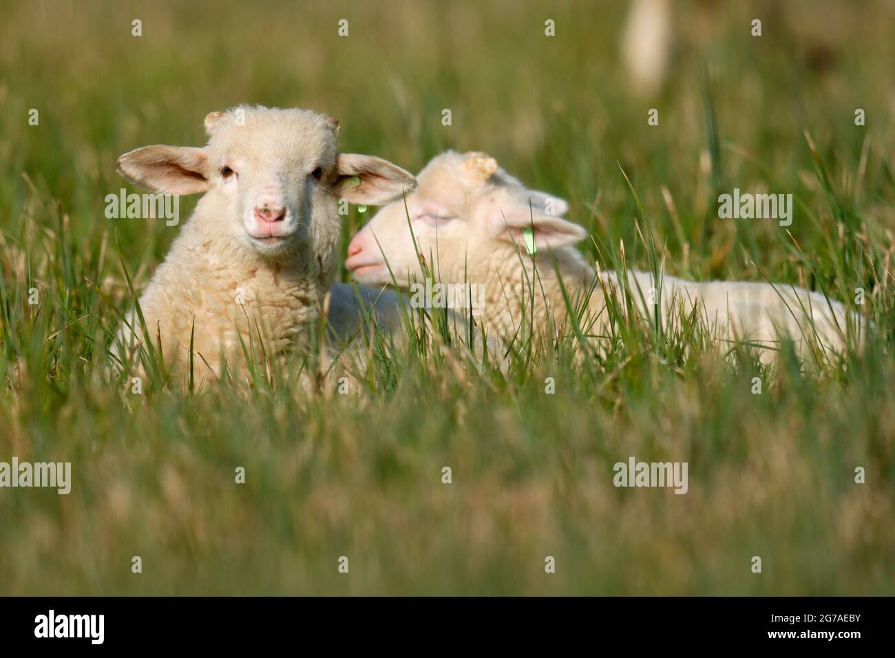 Forest sheep (Landschafrasse, domestic sheep breed) lambs lying on a ...