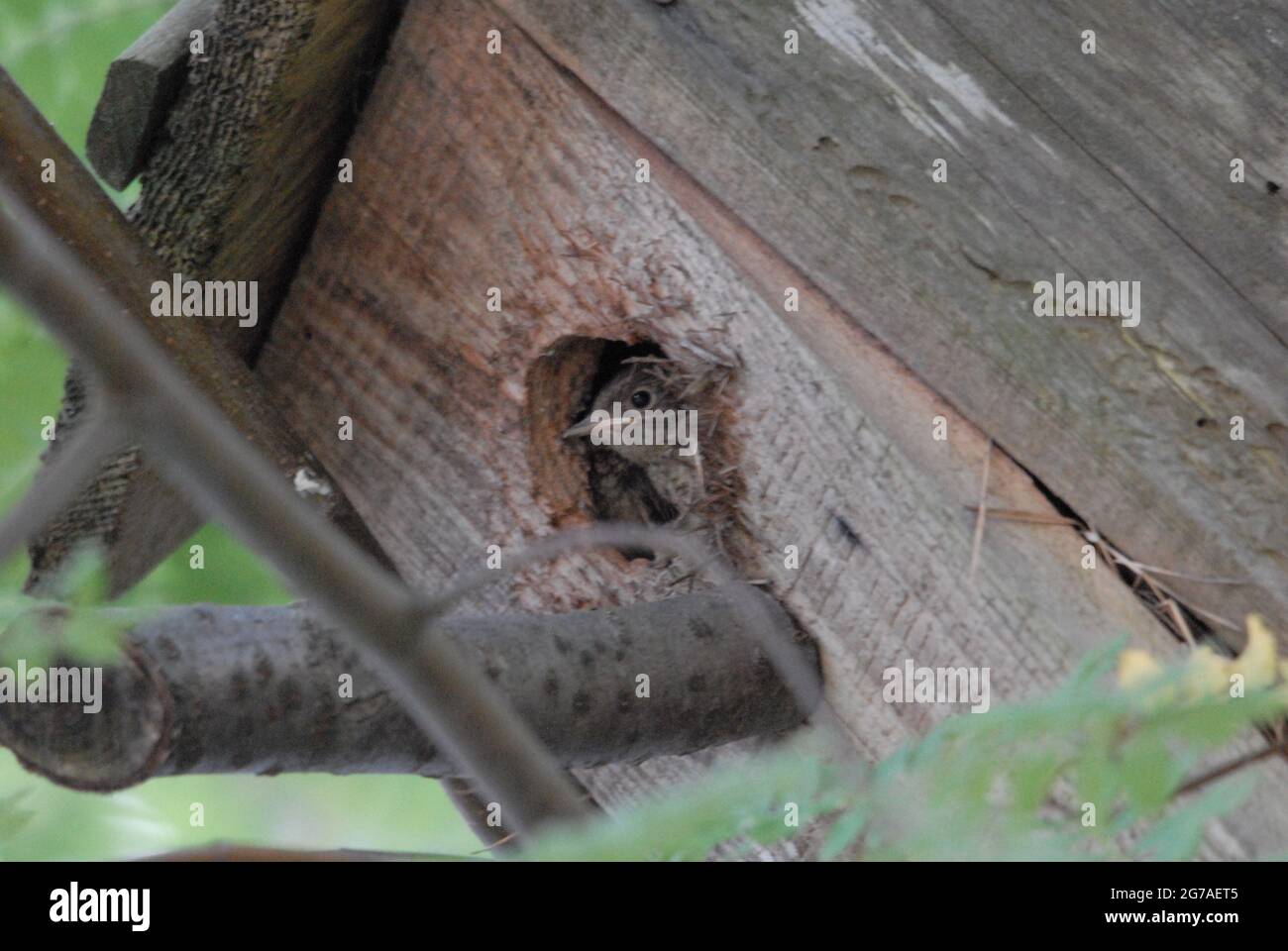 Chick robin, european robin, erithacus rubecula, robin in nest box ...