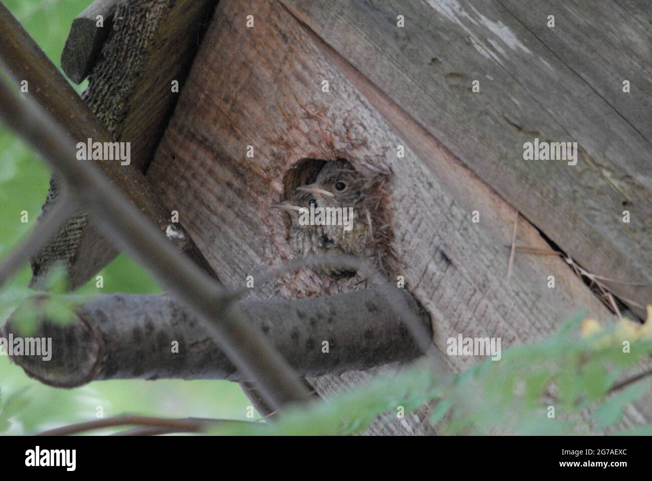 Chick robin, european robin, erithacus rubecula, robin in nest box ...