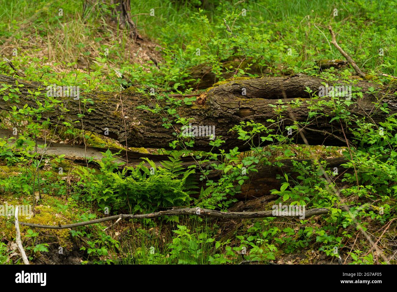 Naturally left forest with a dead oak tree hi-res stock photography and ...
