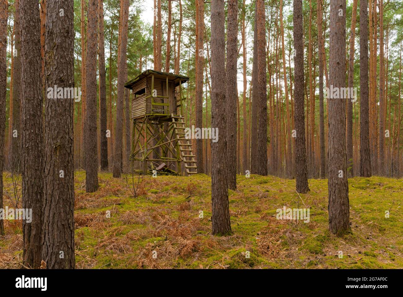 Deer hunting in a forest hi-res stock photography and images - Alamy