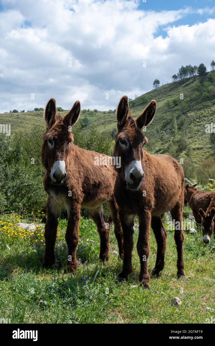 Sicily Donkey High Resolution Stock Photography and Images - Alamy