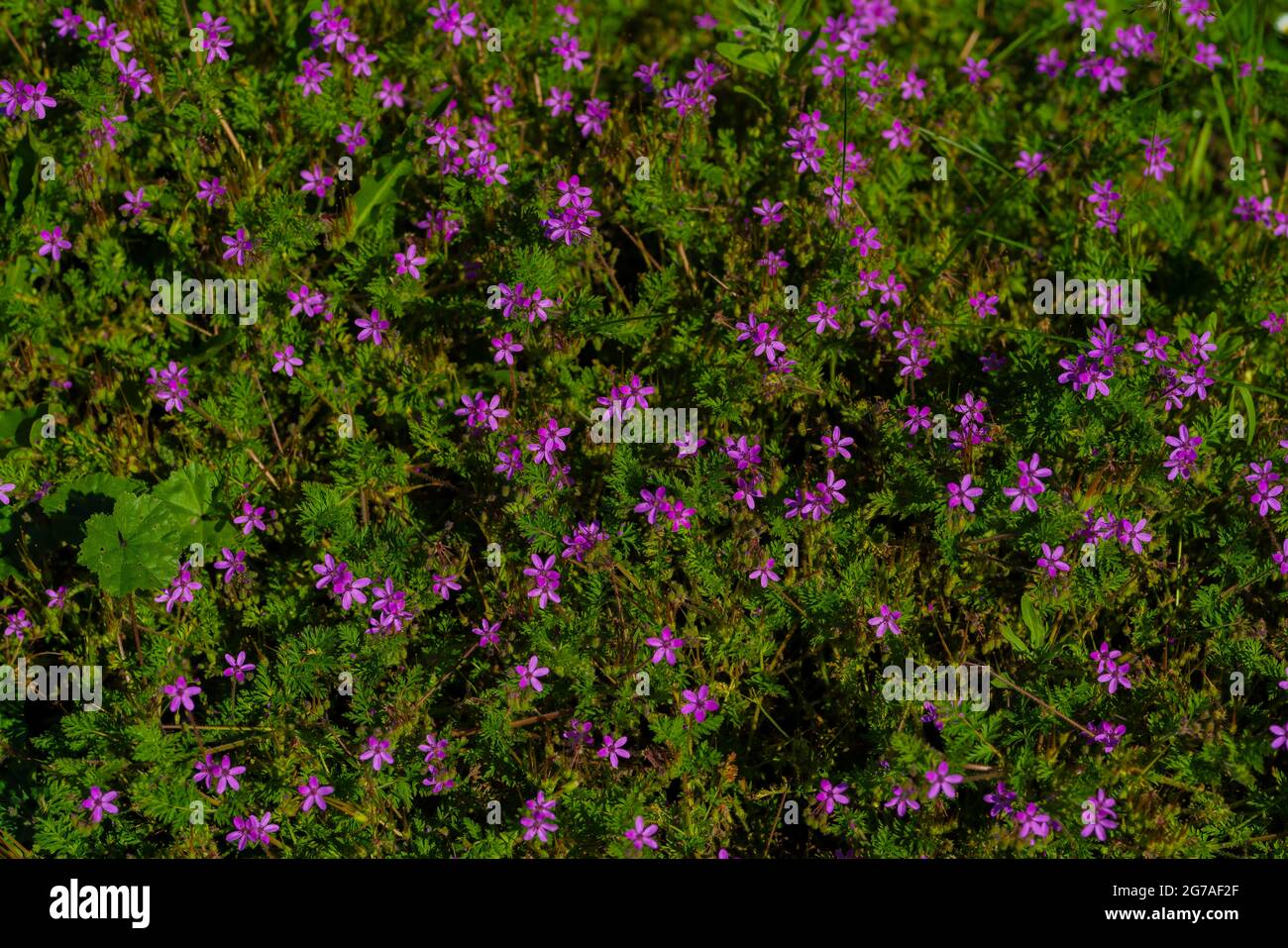 Purple forest and meadow flowers in spring Stock Photo - Alamy
