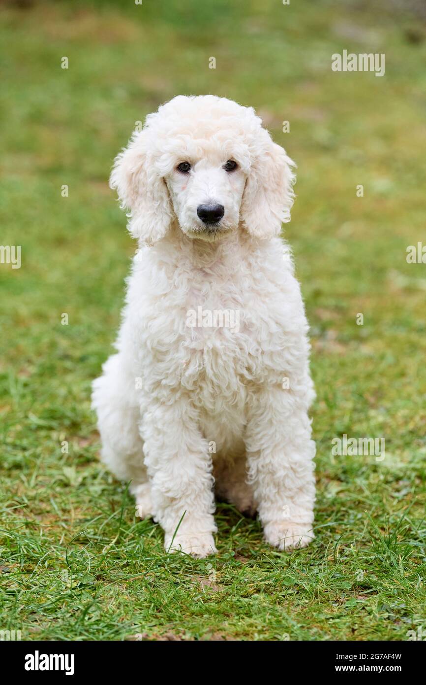 Poodle sitting hi-res stock photography and images - Alamy