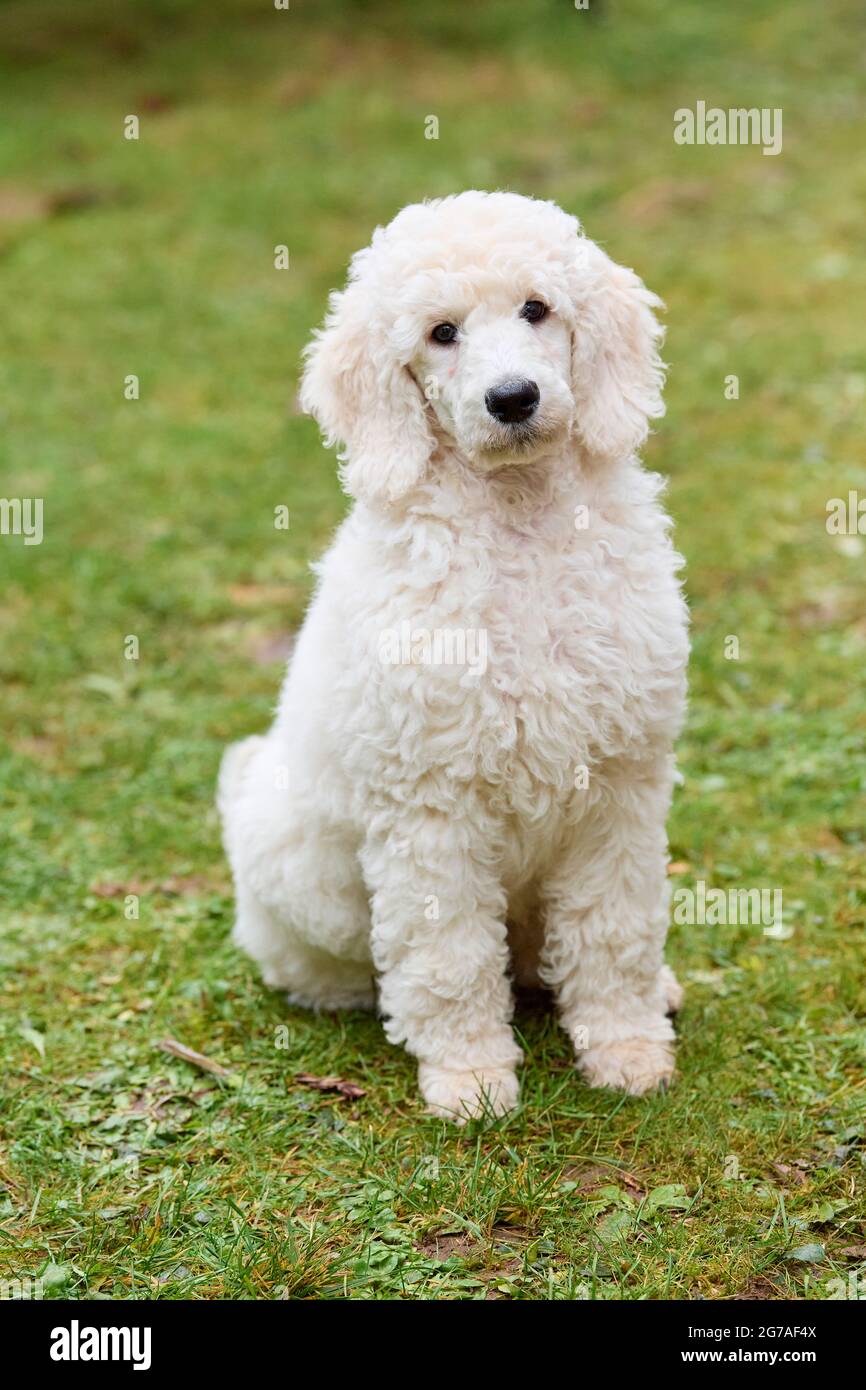 Poodle sitting hi-res stock photography and images - Alamy