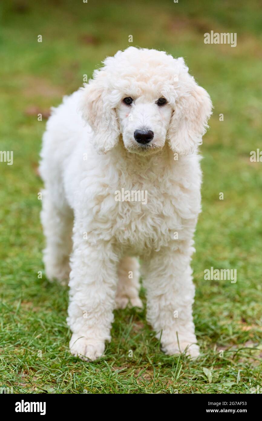 Male poodle hi-res stock photography and images - Alamy