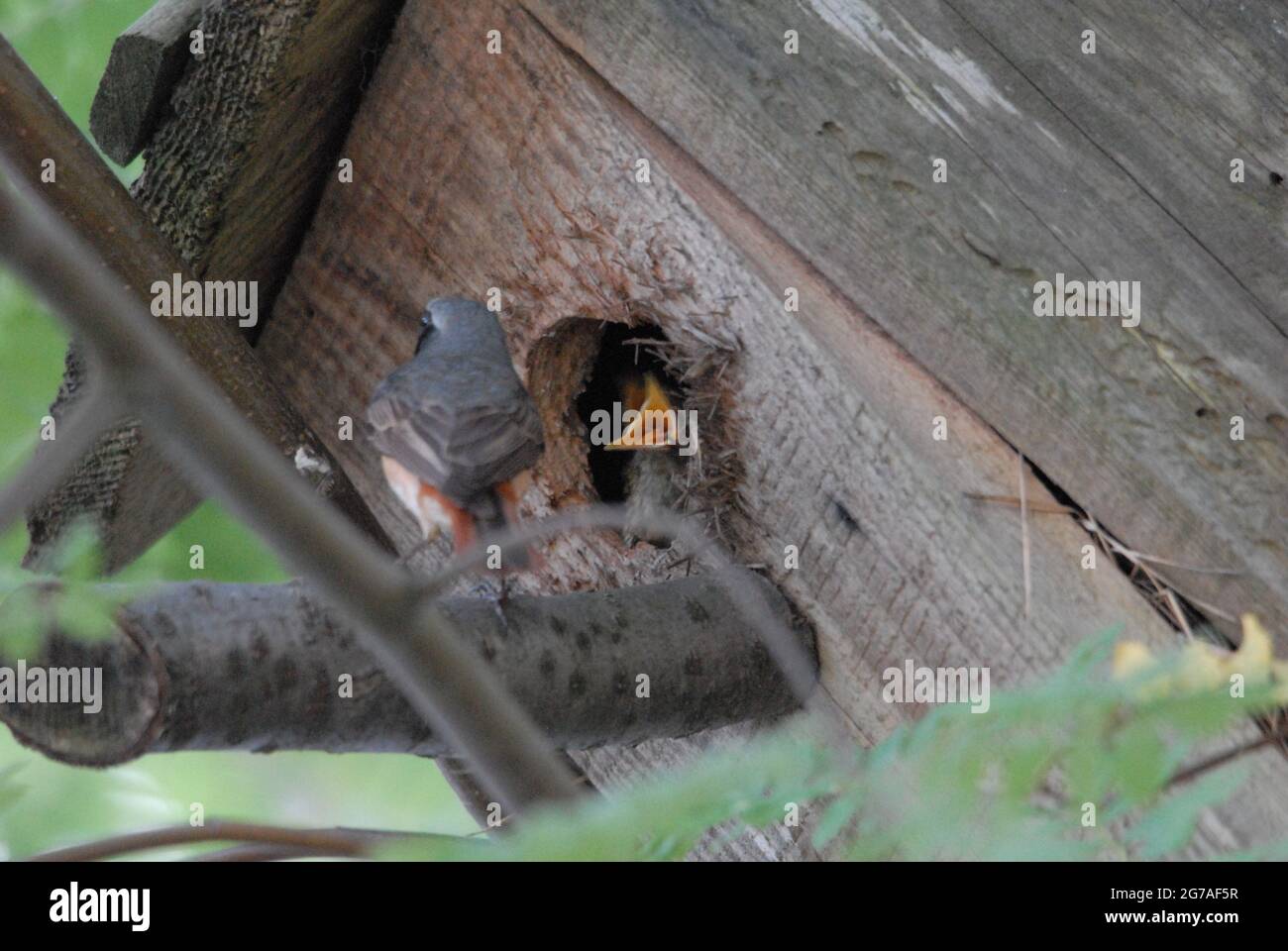 Chick robin, european robin, erithacus rubecula, robin in nest box ...