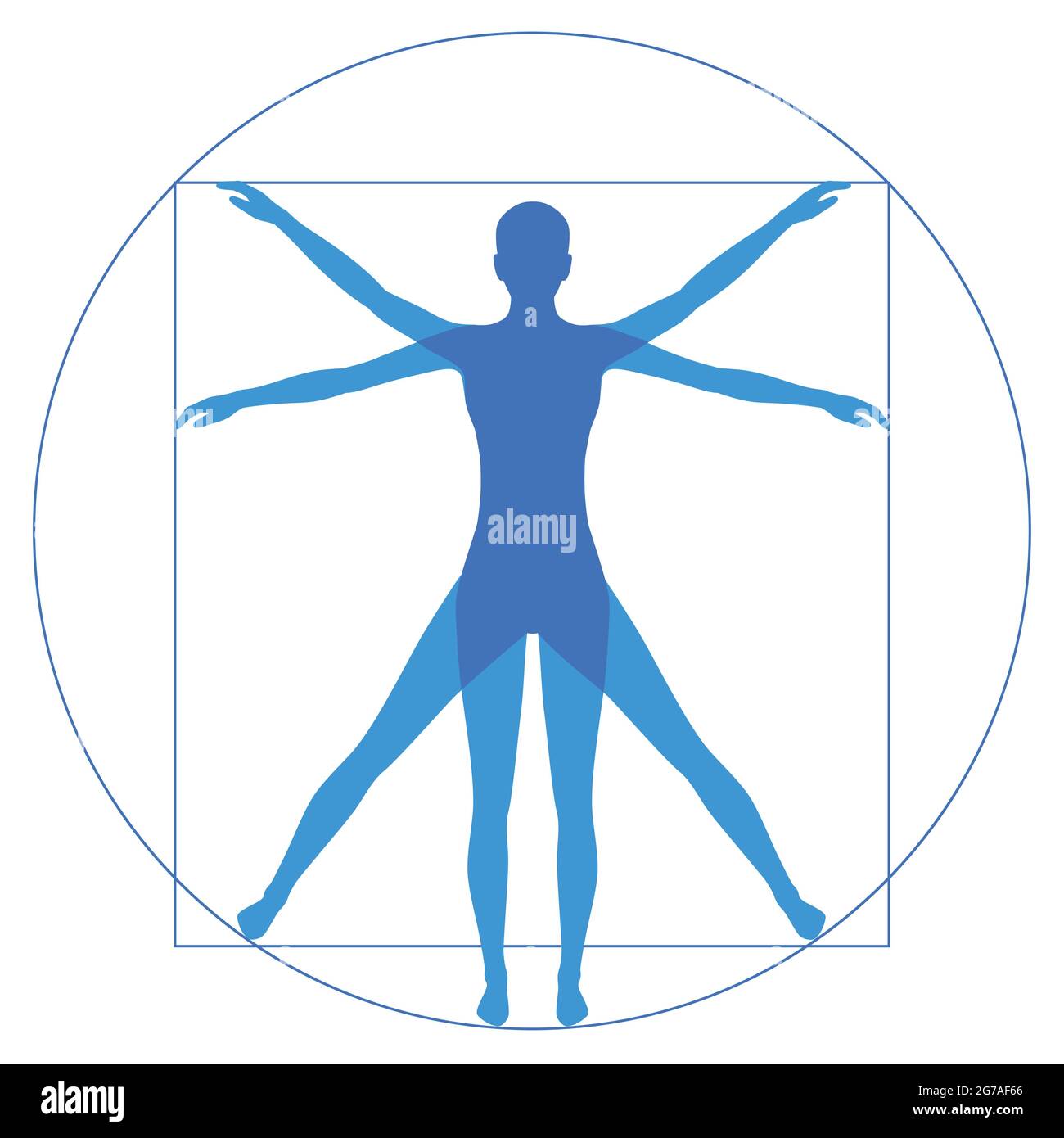 Leonardo Da Vinci Vetruvian woman, human anatomy Stock Vector Image ...
