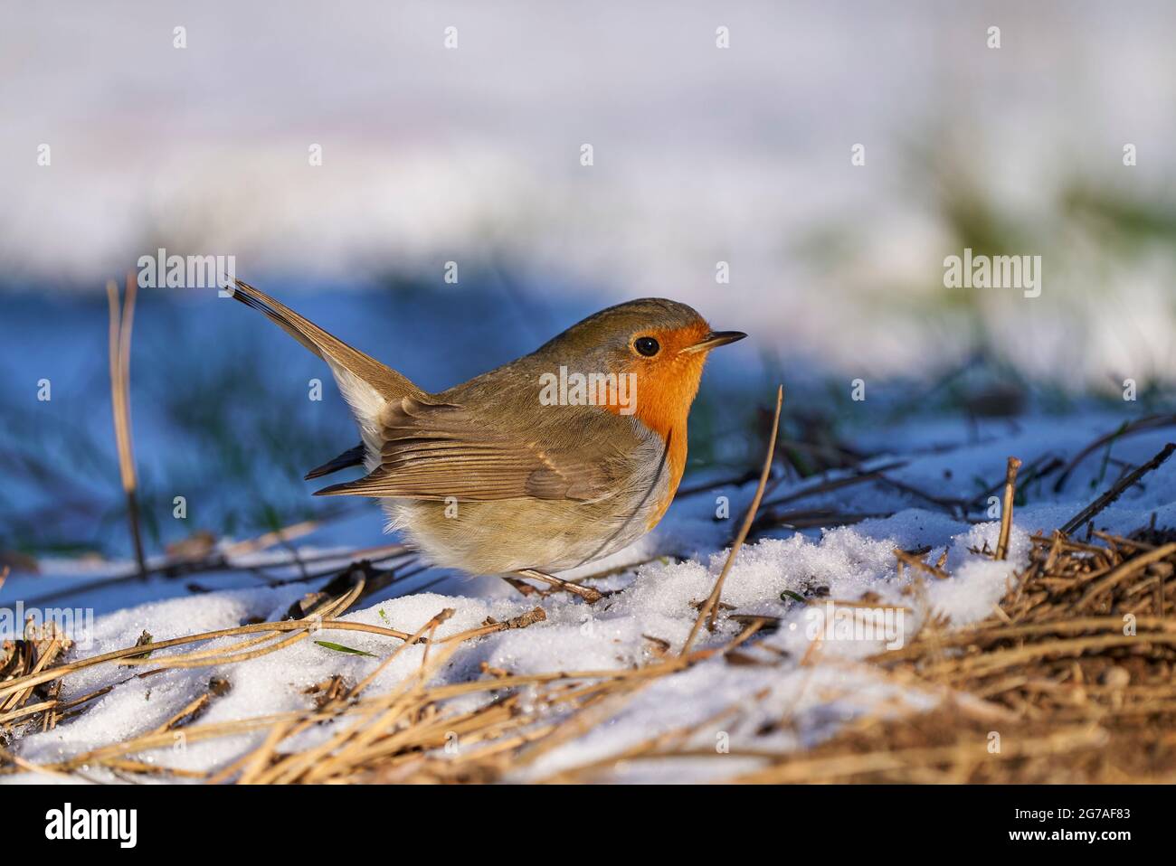 Robin day hi-res stock photography and images - Alamy