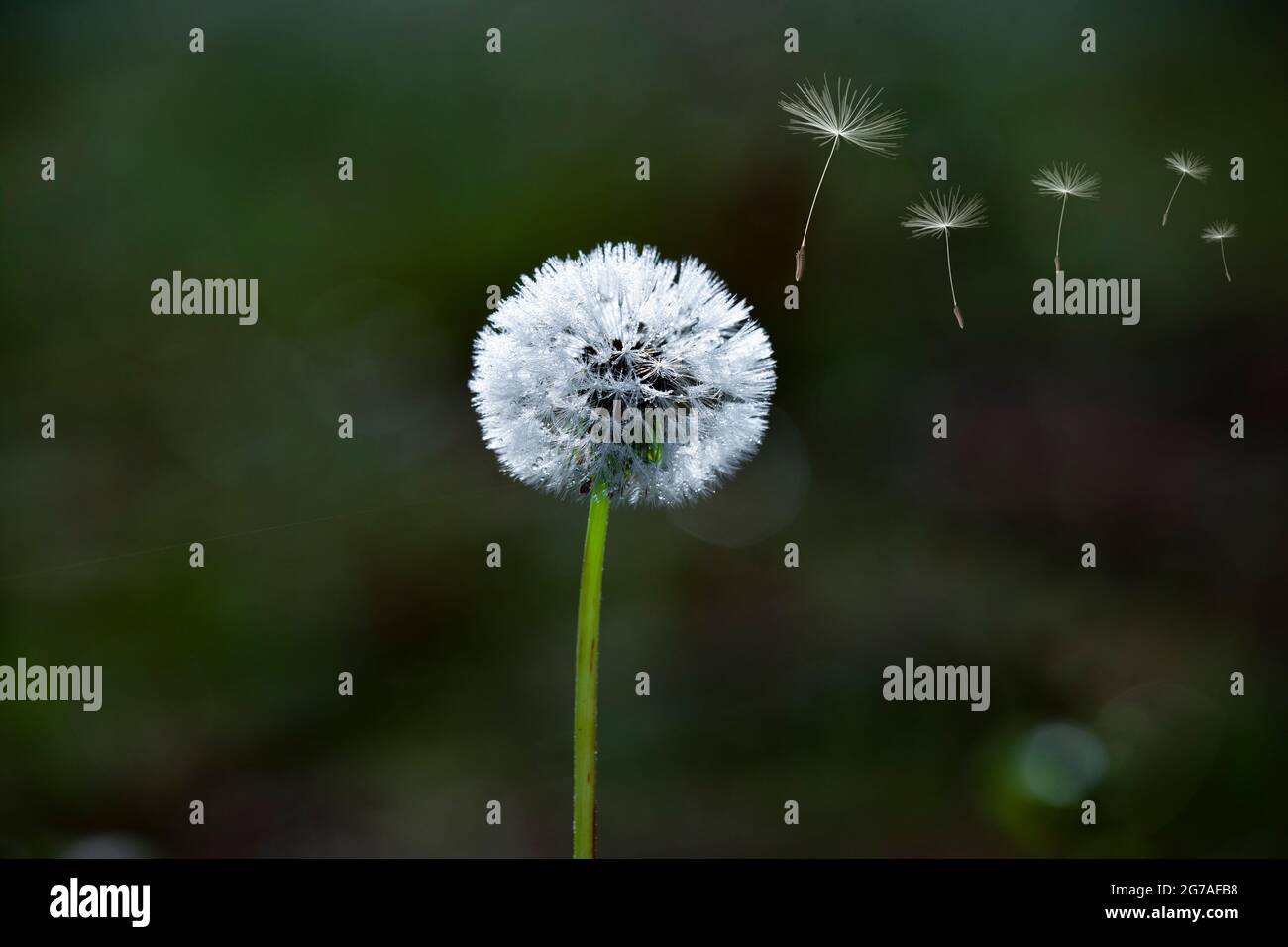 Dandelion - dandelion with flying seeds with sunlight Stock Photo - Alamy