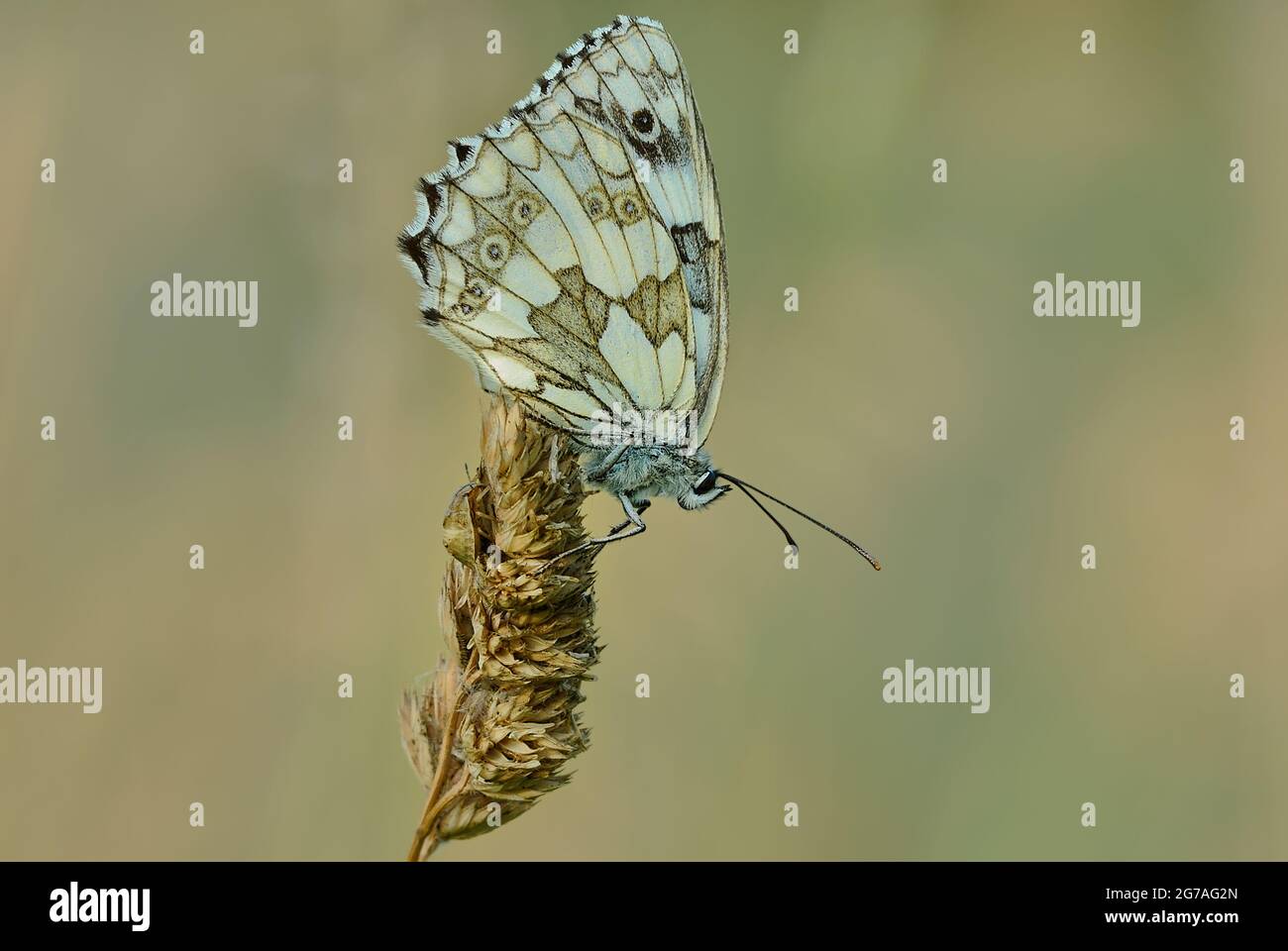 Marbled White butterfly female with a masked beetle resting on dry ...