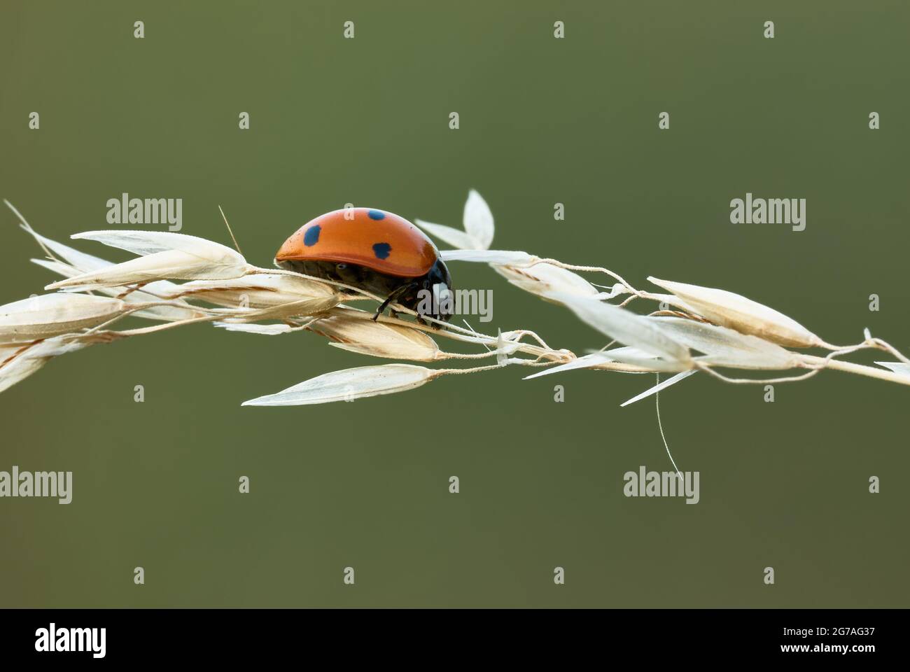 Ladybug resting on a dry blade of grass at dusk.Blurred natural green ...