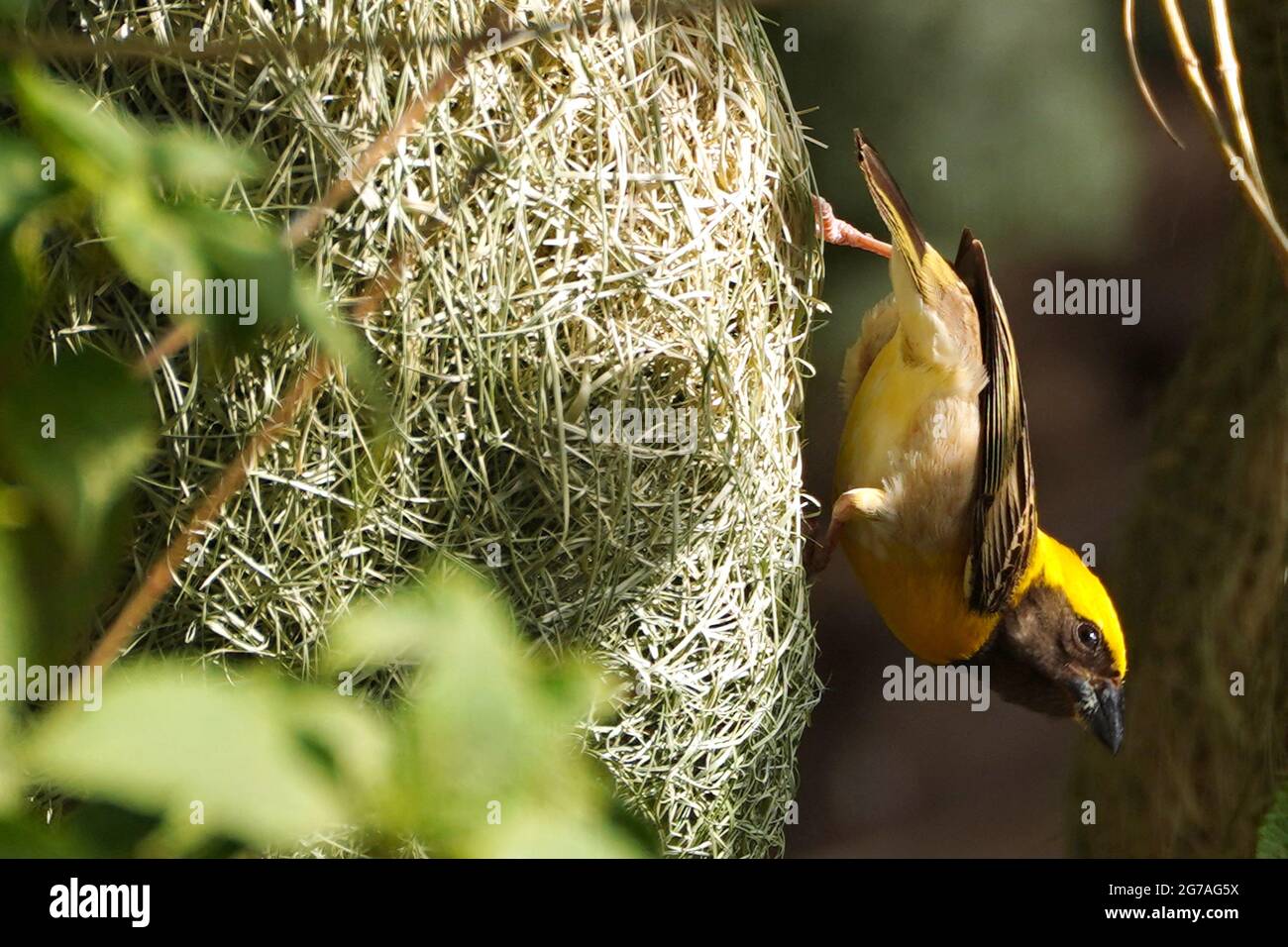 A Baya Weaver (Ploceus Philippinus) builds its nest on the Outskirts Village of Ajmer, Rajasthan ...