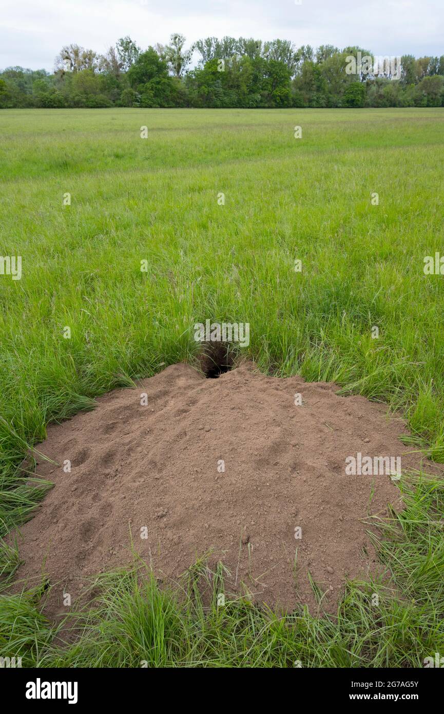 Badger den in a meadow hi-res stock photography and images - Alamy