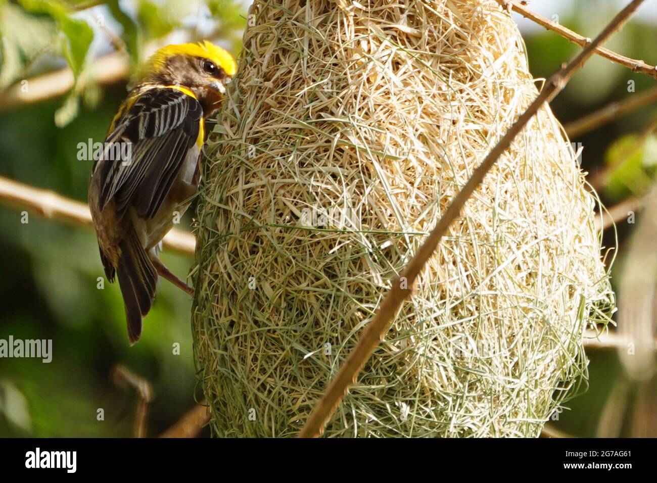 A Baya Weaver (Ploceus Philippinus) builds its nest on the Outskirts Village of Ajmer, Rajasthan ...