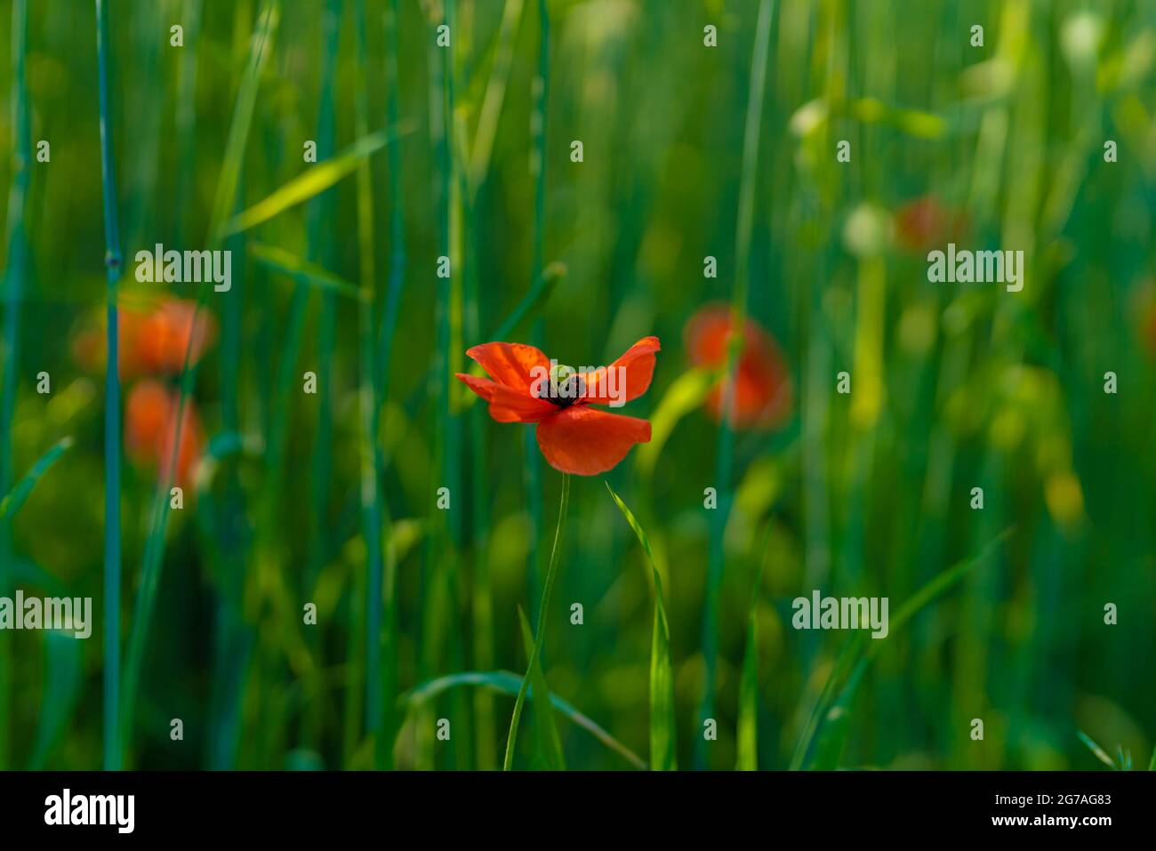 Poppy leaves hi-res stock photography and images - Alamy